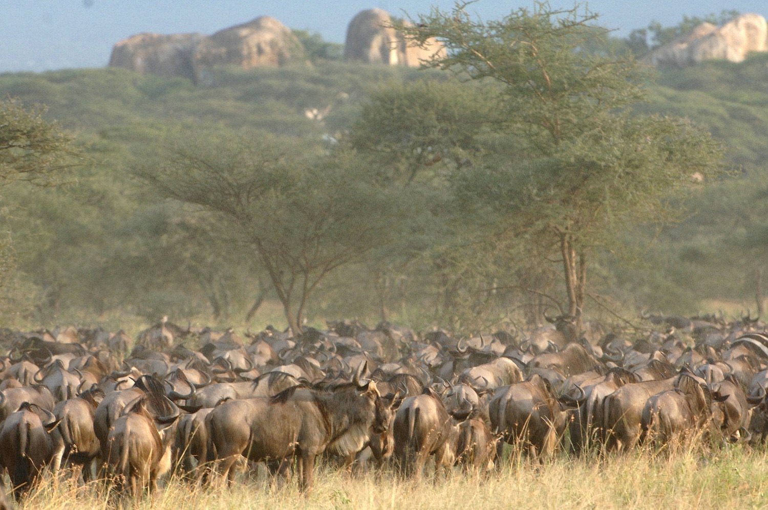 The Great Migration & Mara River Crossing - The Legacy Untold