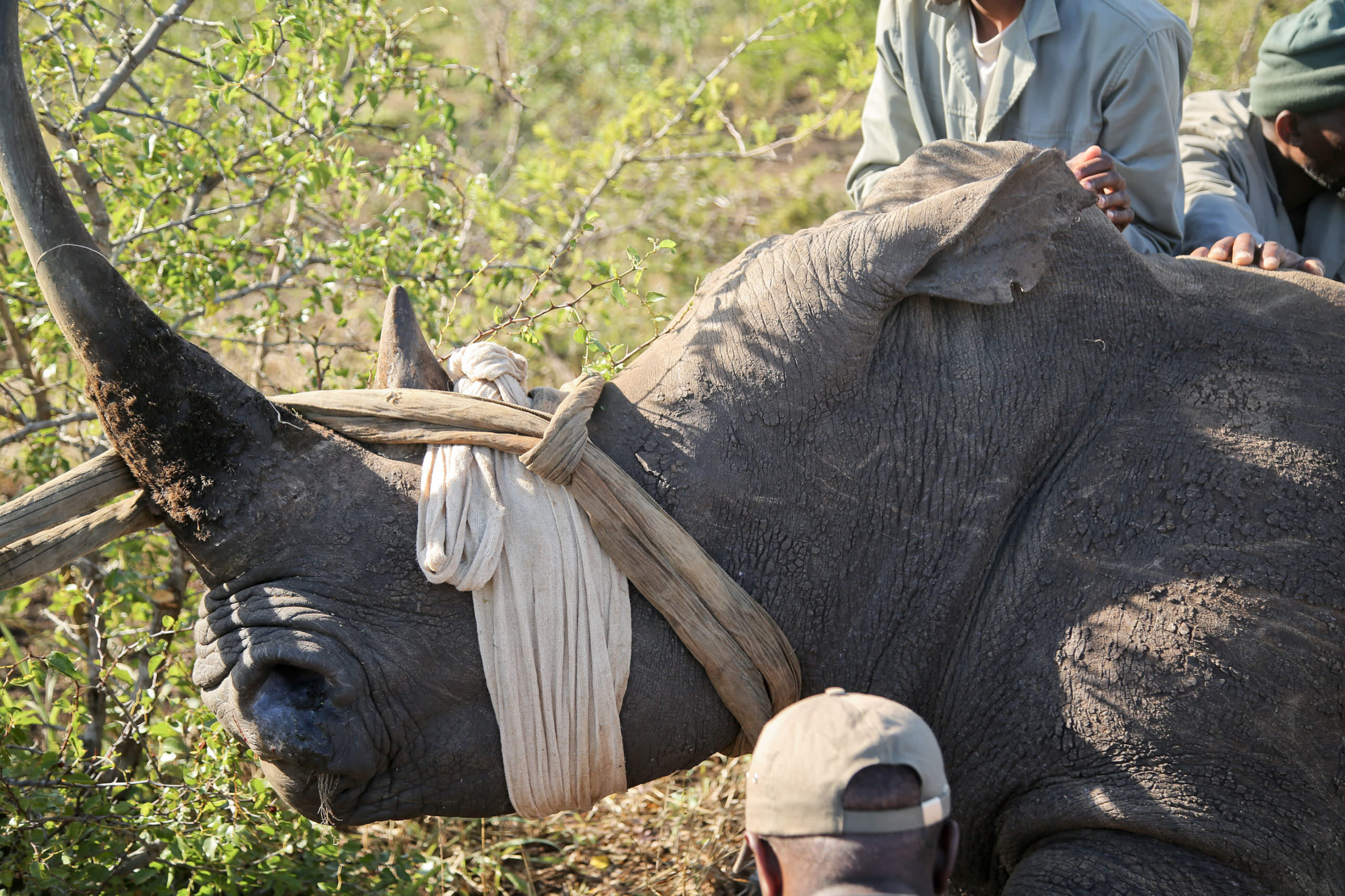 Rhino Microchipping - The Legacy Untold