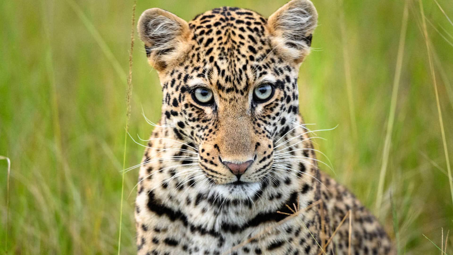 Akagera National Park - The Legacy Untold