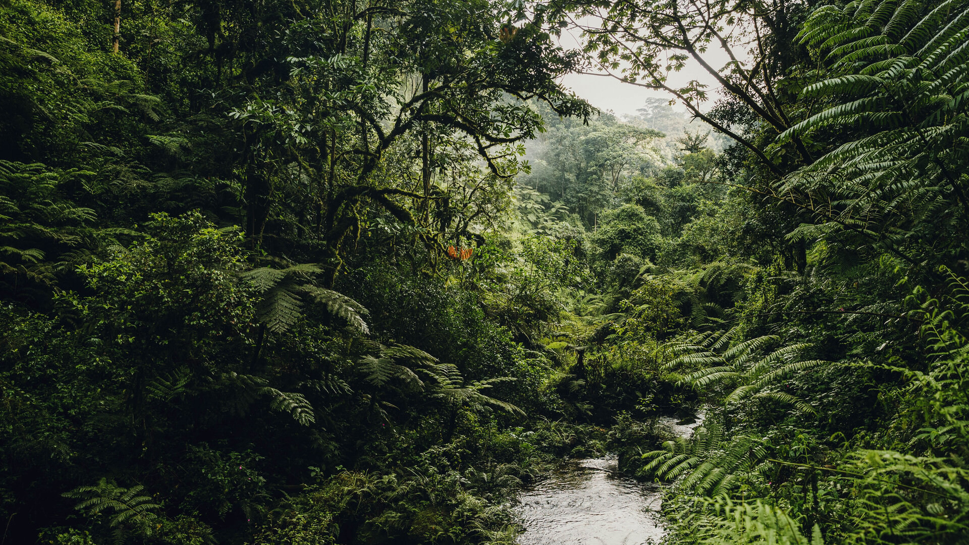 Nyungwe Forest National Park - The Legacy Untold