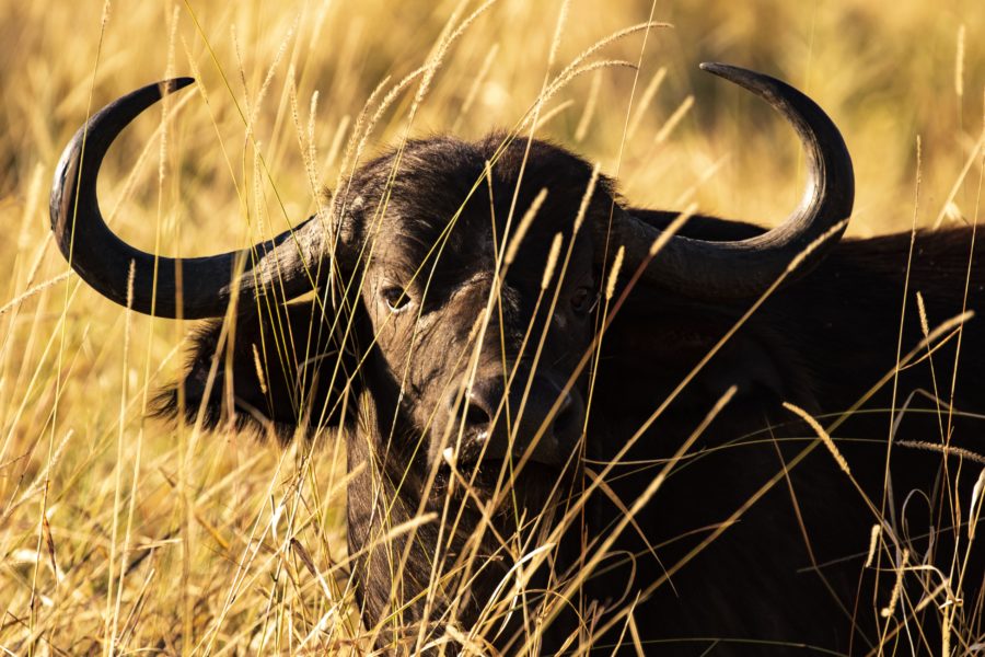Satellite Collar a 3,000 lb. Buffalo - The Legacy Untold