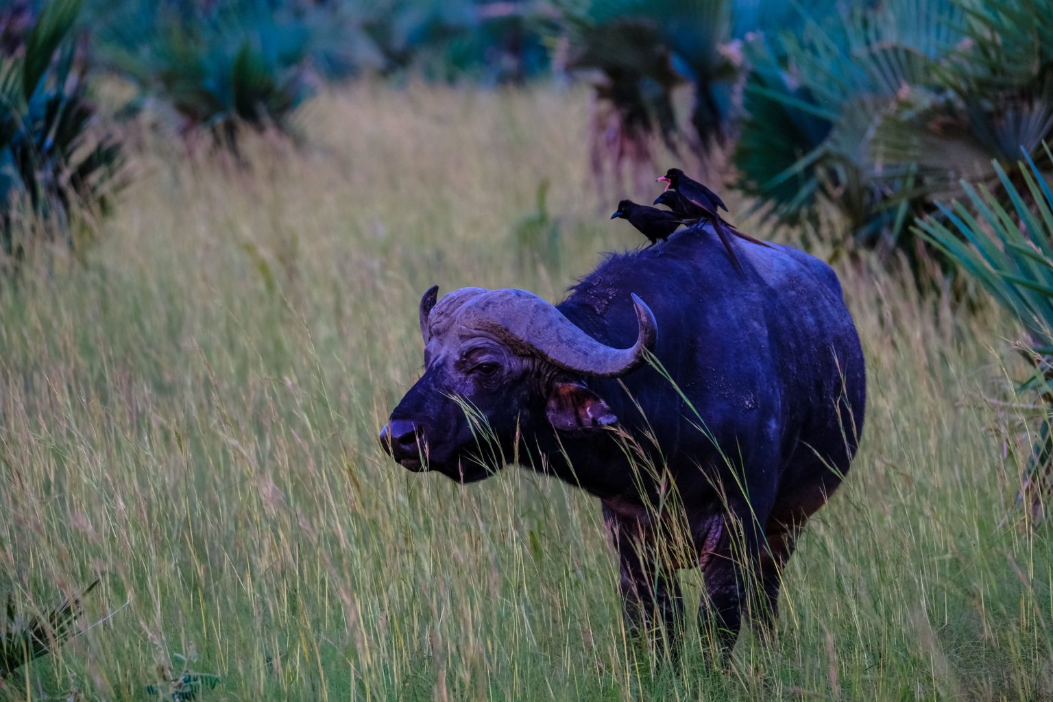 Satellite Collar a 3,000 lb. Buffalo - The Legacy Untold